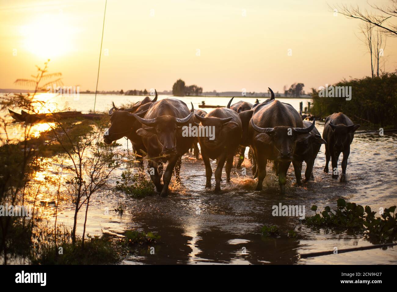 Thailand Rural Traditional Scene, Thai farmer,tending buffaloes herd to ...
