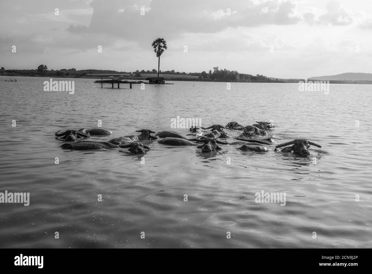 Thailand Rural Traditional Scene, Thai farmer,tending buffaloes herd to ...