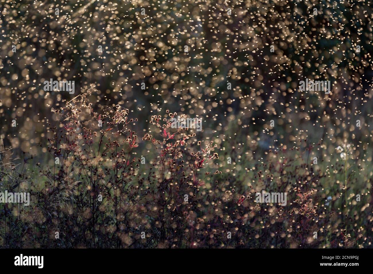 Blurred nature background. Small midges fly in the rays of light ...