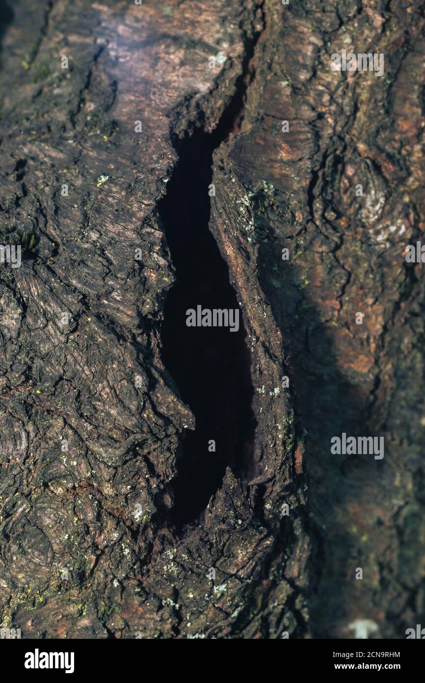 Photo of an open hole, or knot, in a large tree found near the edge of ...