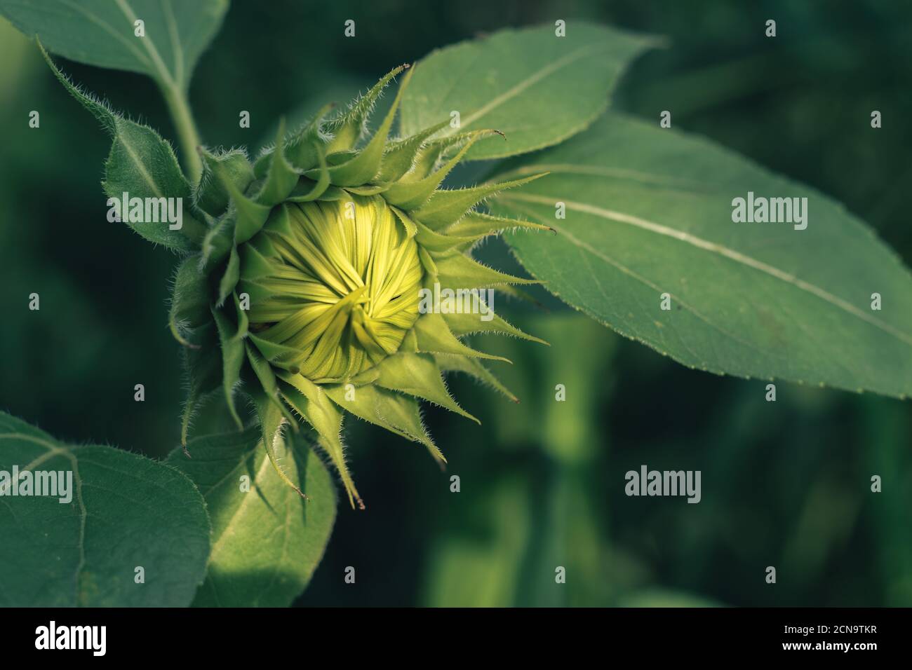 Close up beautiful young closed flower of a sunflower on a background ...