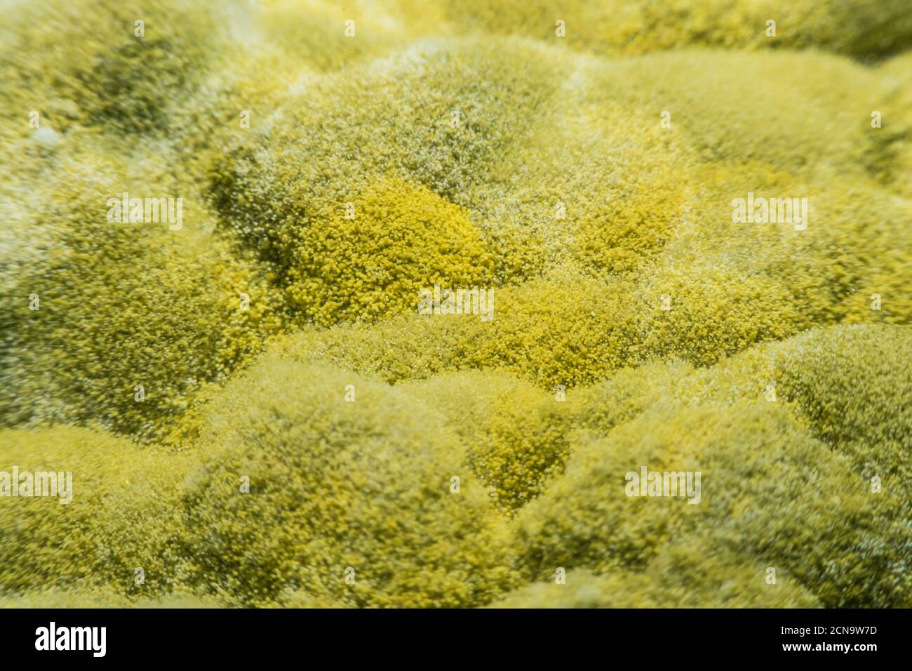 Mold growth hi-res stock photography and images - Alamy