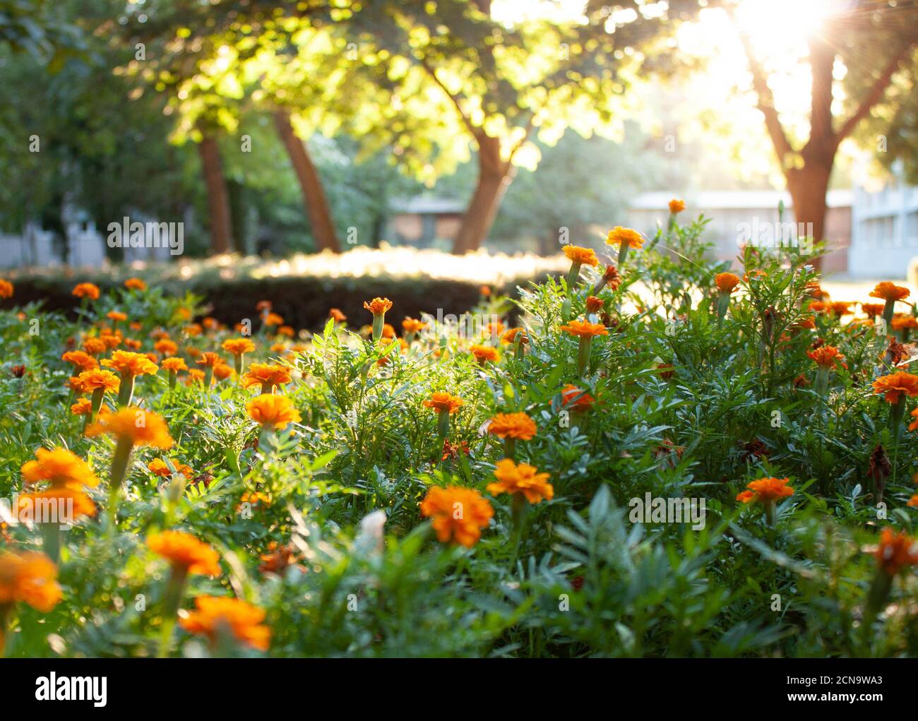 Sunset marigold hi-res stock photography and images - Alamy