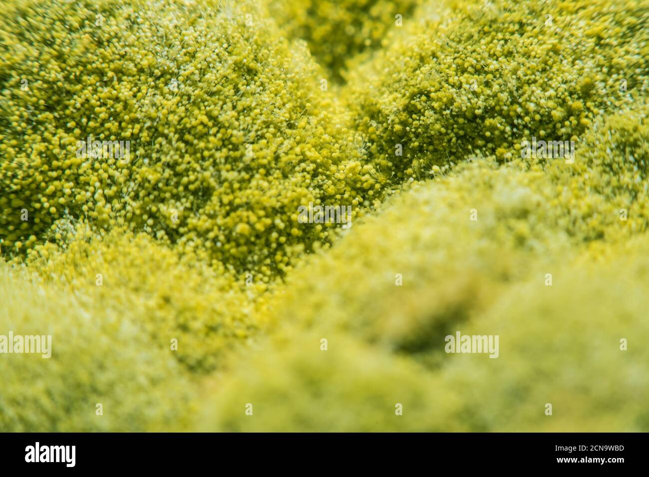 Fungal mold hi-res stock photography and images - Alamy