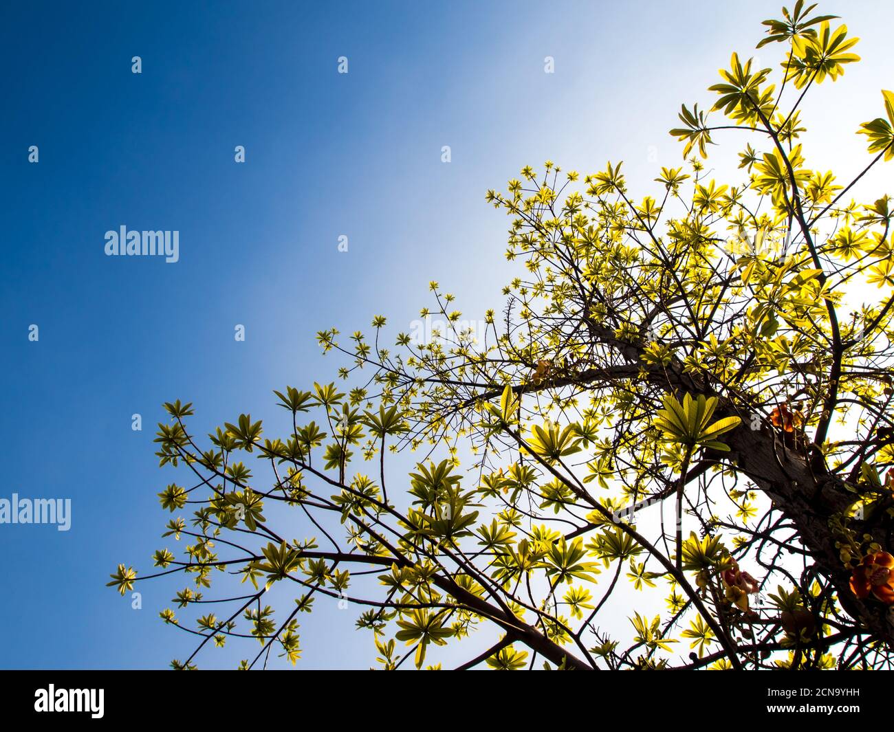 Canon ball tree hi-res stock photography and images - Alamy