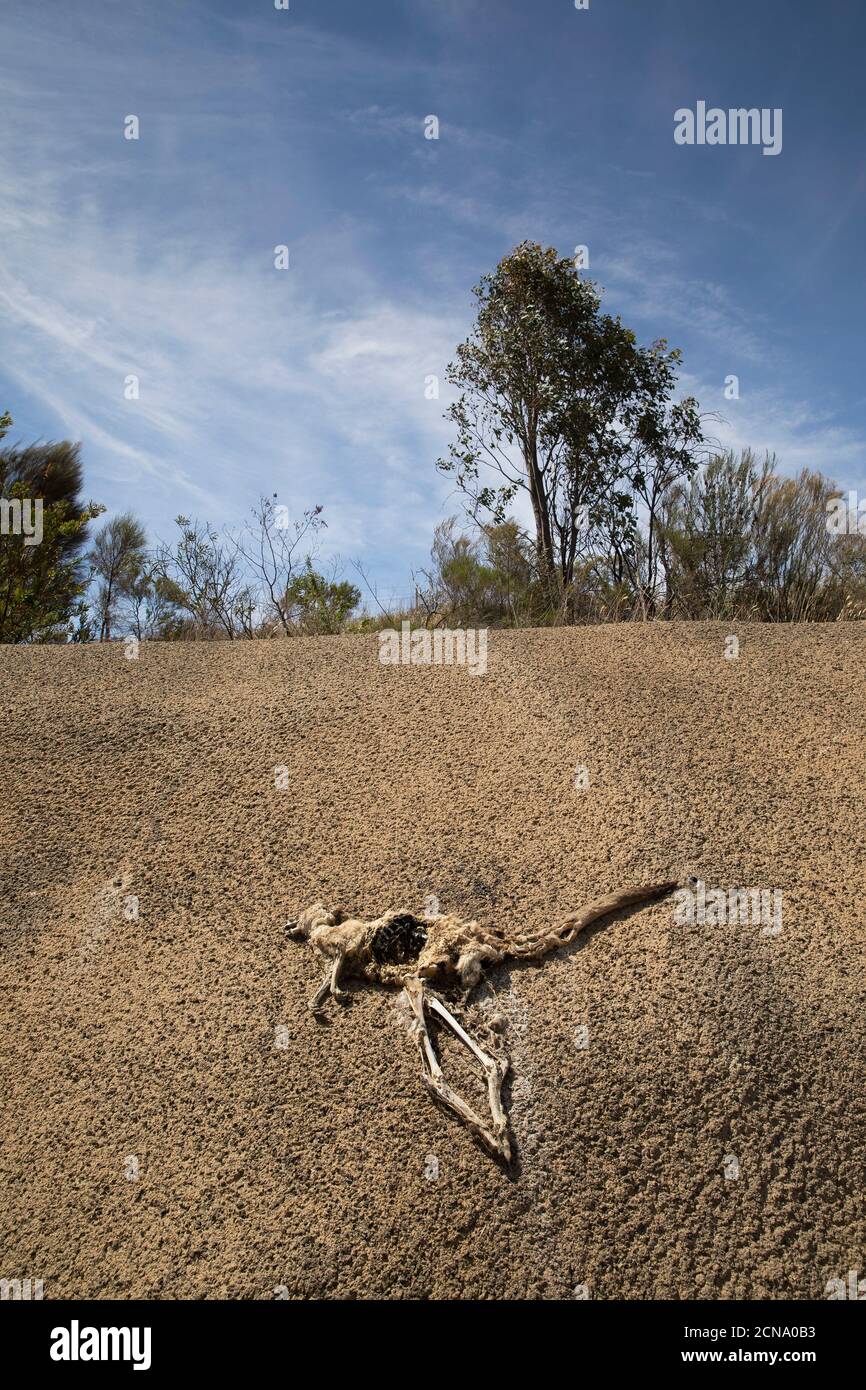 Dead kangaroo hi-res stock photography and images - Alamy