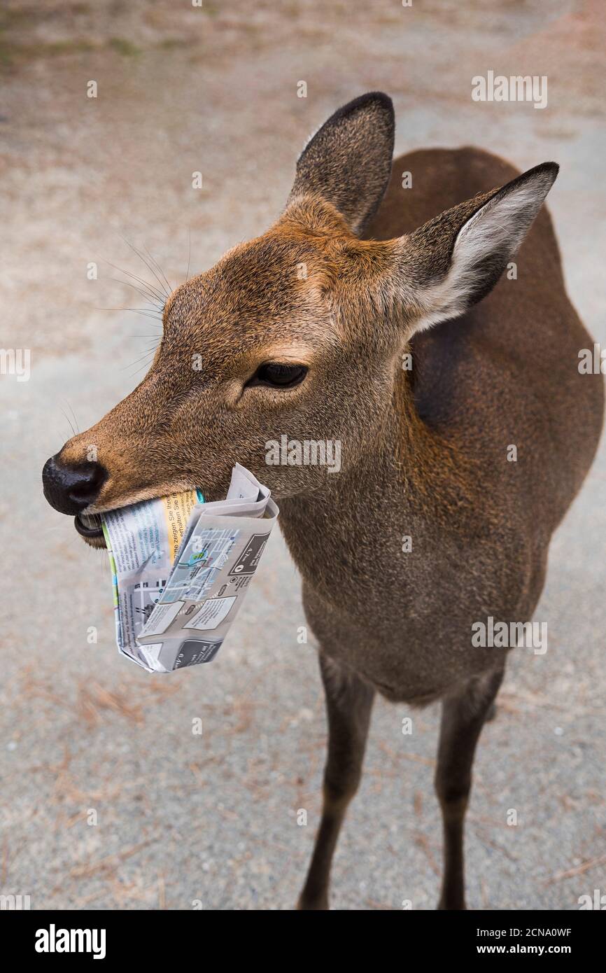 Close up deer chewing on tourist map, Nara Park, Nara, Japan Stock ...