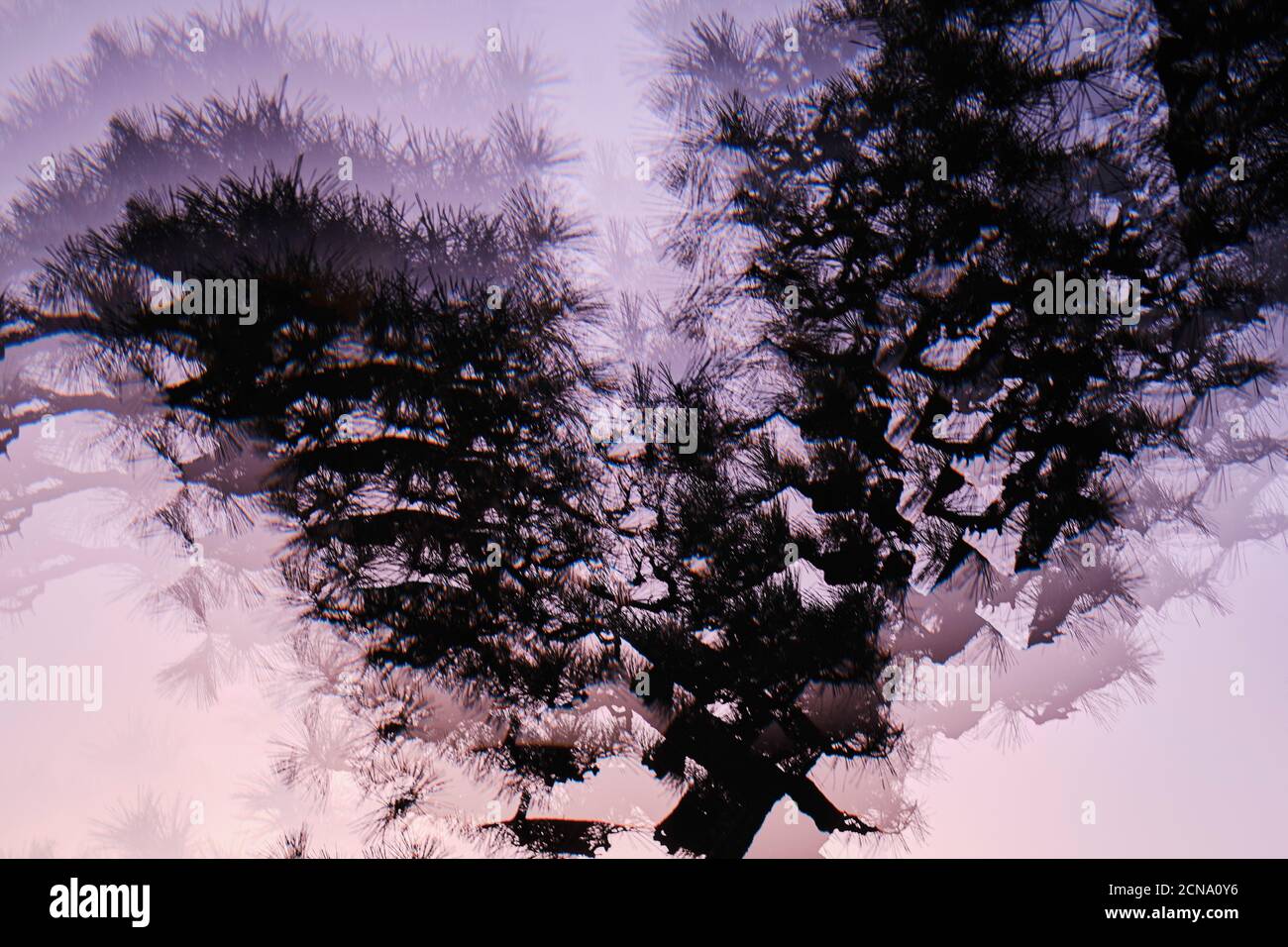 Multiple exposure image tree hi-res stock photography and images - Alamy