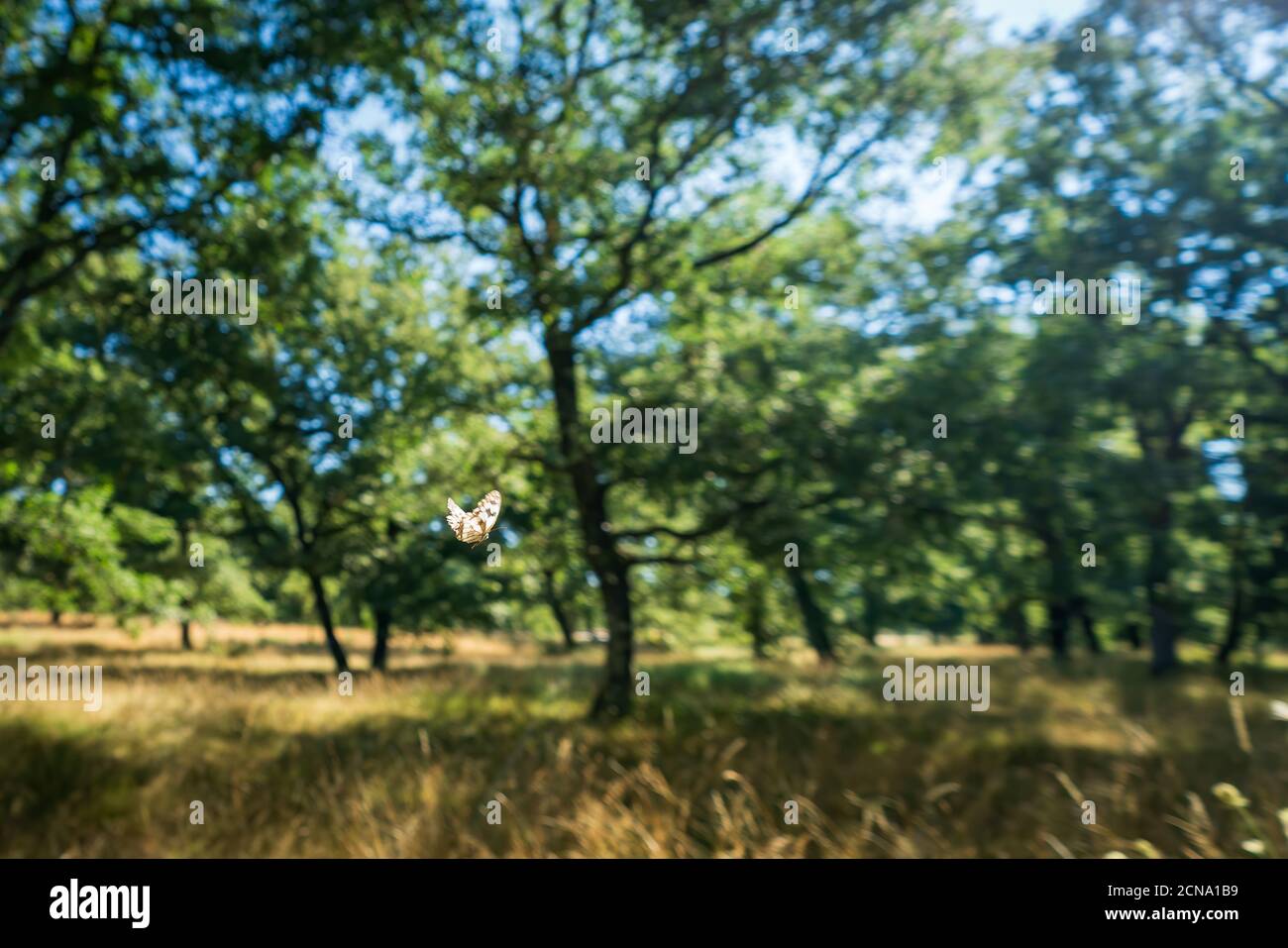 Butterfly on oak tree hi-res stock photography and images - Alamy