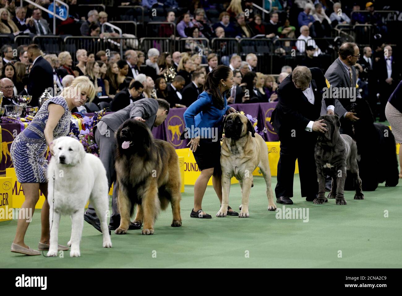 What Are Working Class Dogs