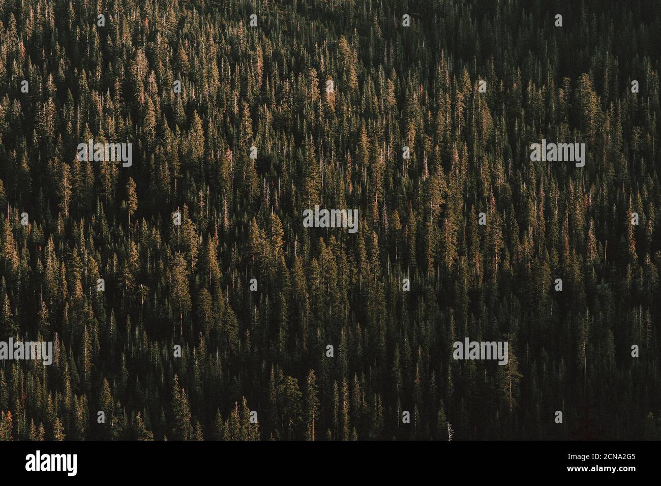 Sunlight over green forest trees, Redding, California, USA Stock Photo ...