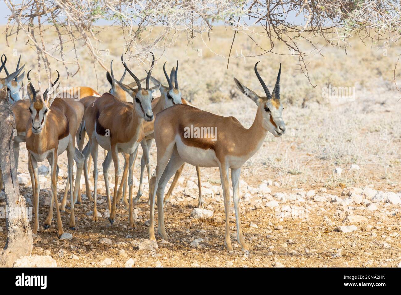 Springbok pan hi-res stock photography and images - Alamy