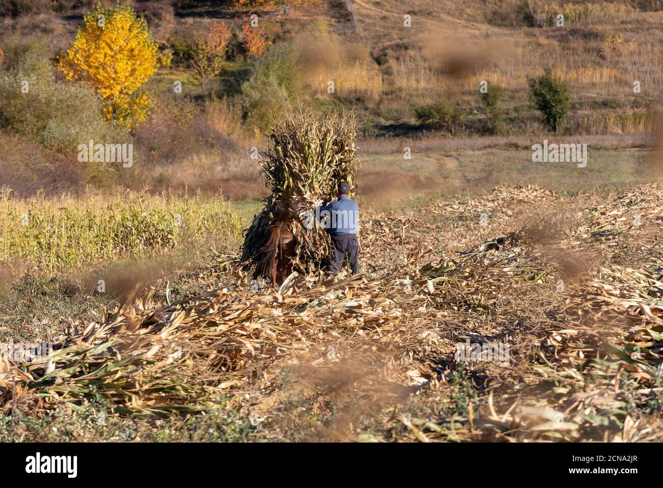 Farmer making corn stack in sunny rural field, Albania Stock Photo - Alamy
