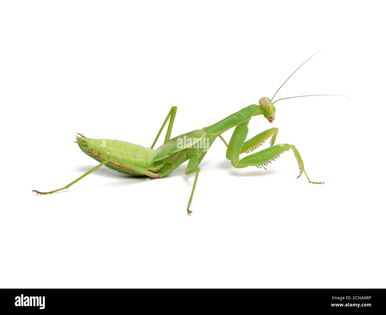 green young mantis sitting on a white background, insect isolated Stock ...