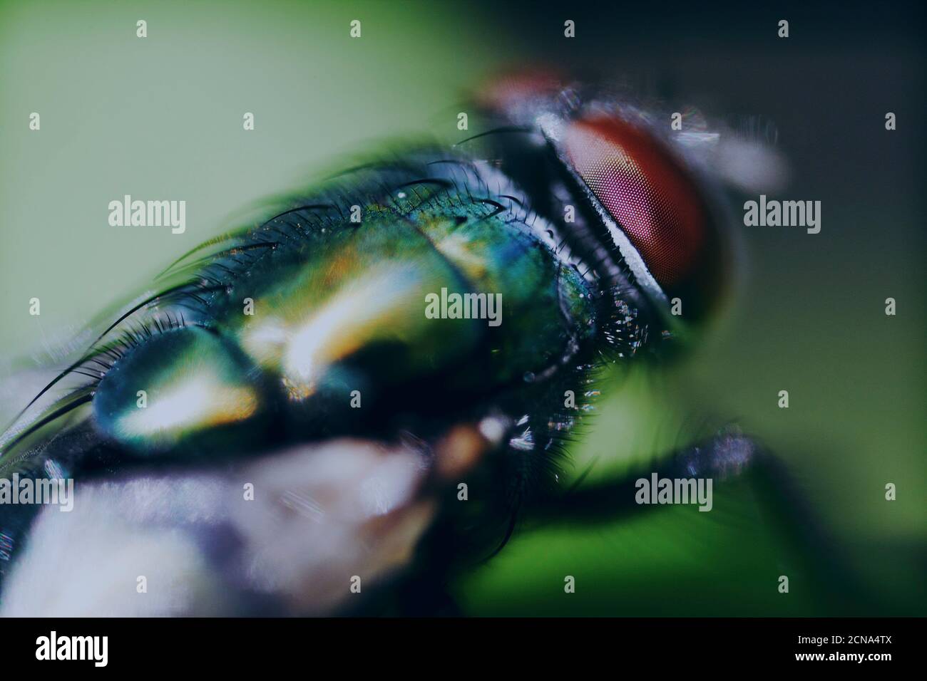 Close up fly hi-res stock photography and images - Alamy