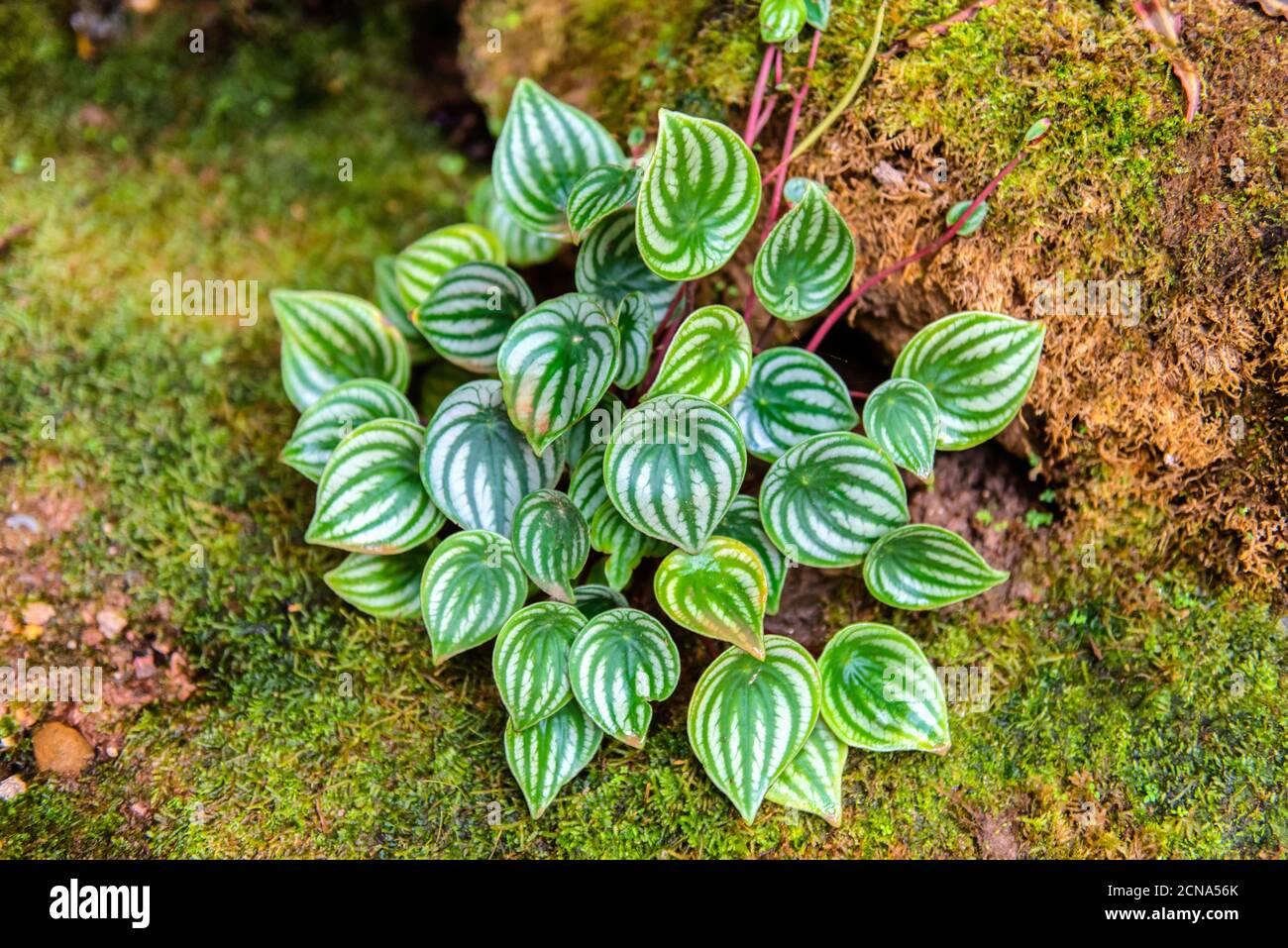 Begonia leaves on tree bark in the park.Wild ivy in green nature forest ...