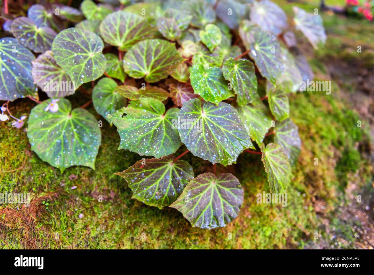 Poison ivy in forest hi-res stock photography and images - Alamy