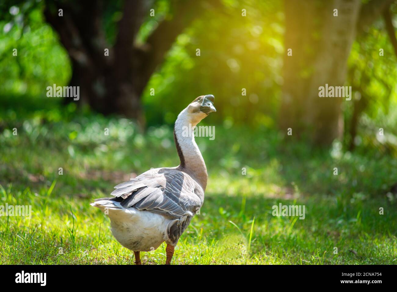Large grey goose.Posing for a portrait.It was bred to produce eggs and ...