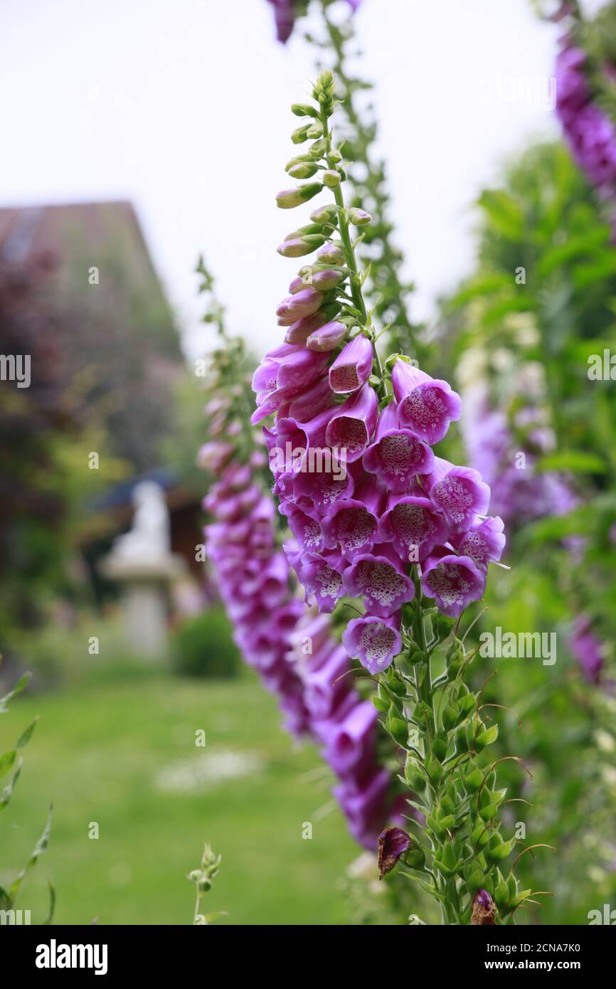 red foxglove (Digitalis purpurea) - flowering plant Stock Photo - Alamy