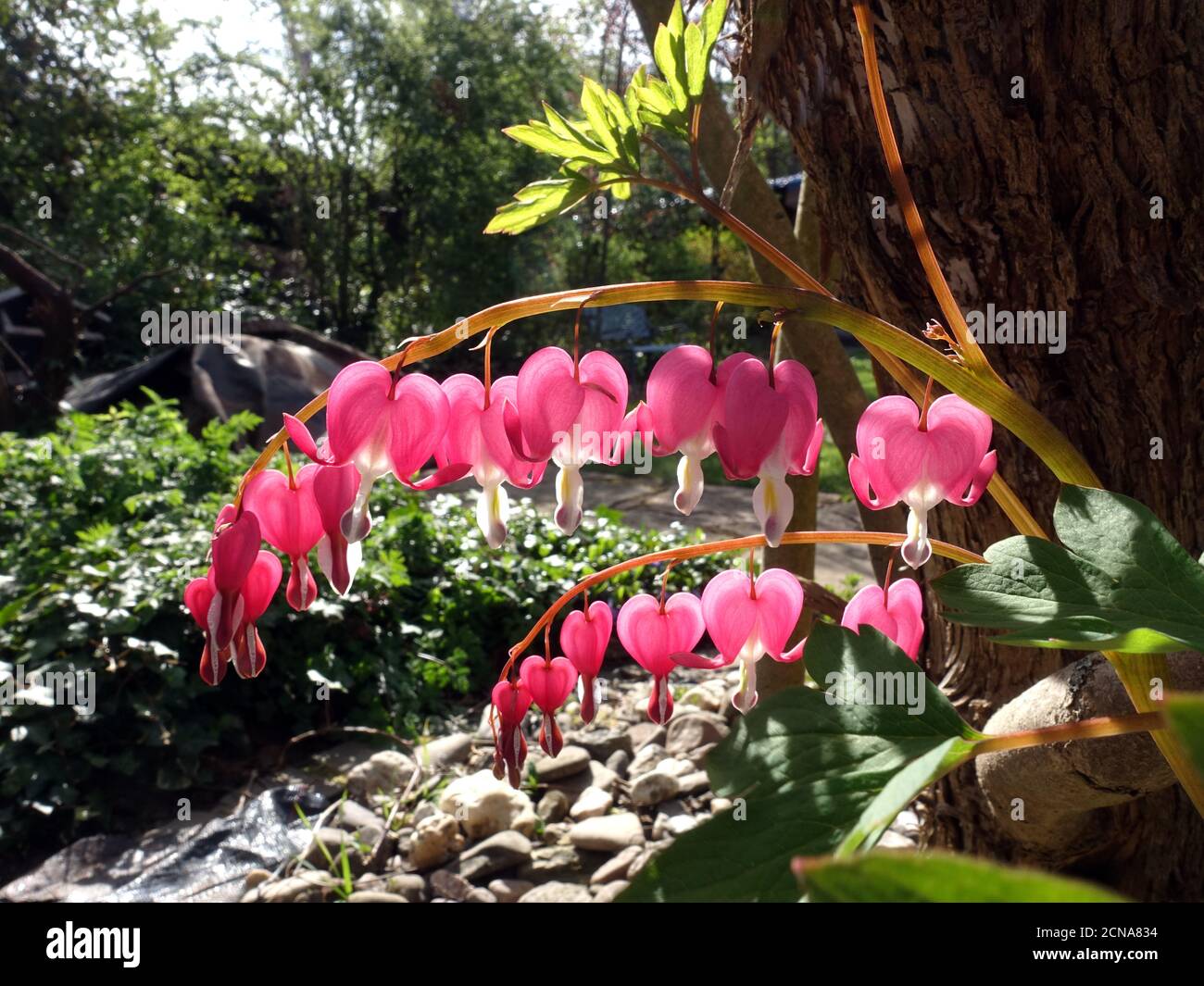 bleeding heart (Lamprocapnos spectabilis) - flowering plant Stock Photo ...