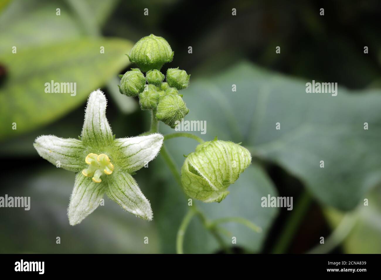 male flower of the red bryony (Bryonia dioica Stock Photo - Alamy