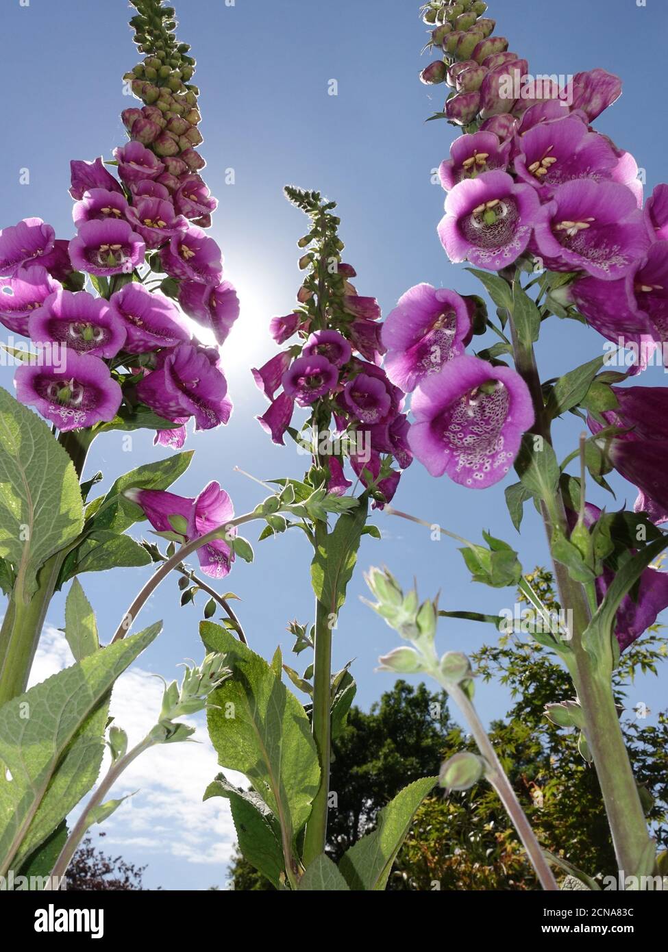 red foxglove (Digitalis purpurea) - flowering plant Stock Photo - Alamy
