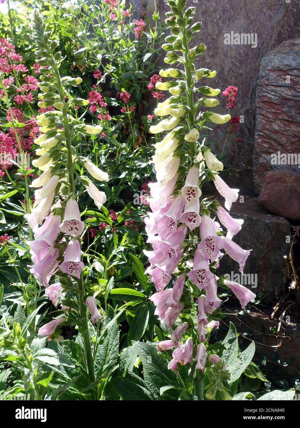 Red foxglove (Digitalis purpurea) - flowering plant, pink colour ...