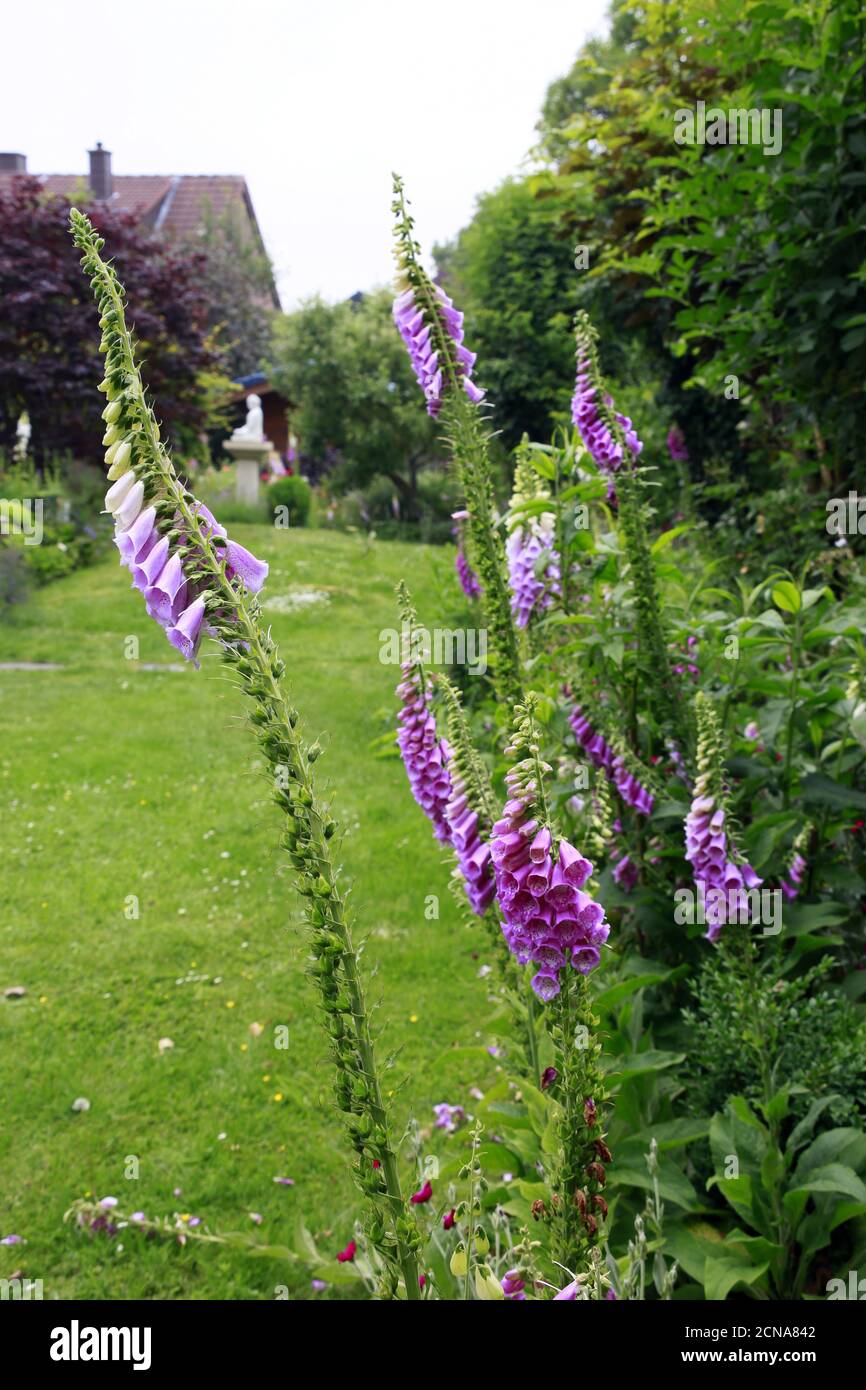 red foxglove (Digitalis purpurea) - flowering plant Stock Photo - Alamy