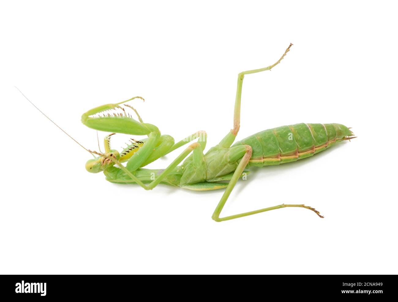 young green mantis lying on its back, insect isolated on white ...