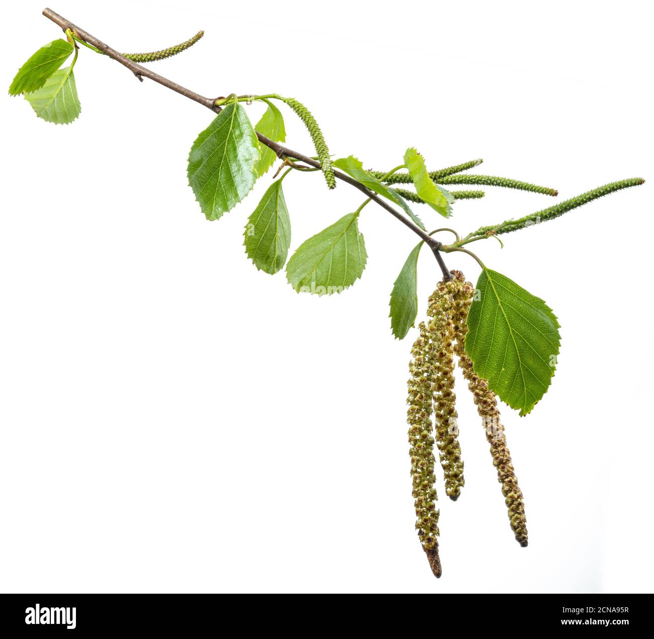 Green birch branch on white background. Symbol of birch tree which is ...
