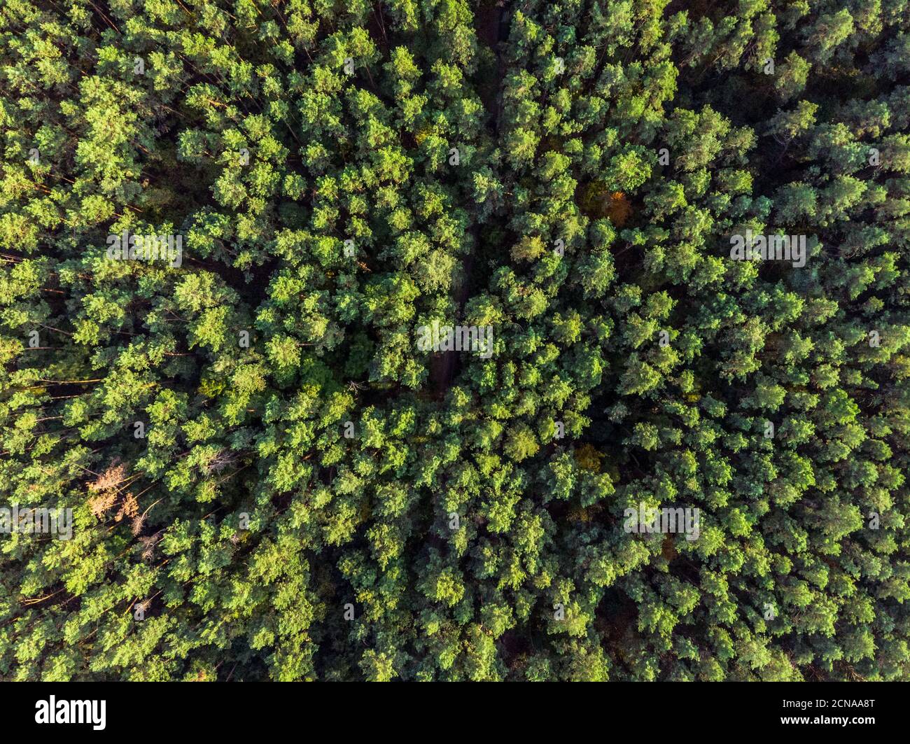 Aerial view of evergreen pine forest Stock Photo - Alamy