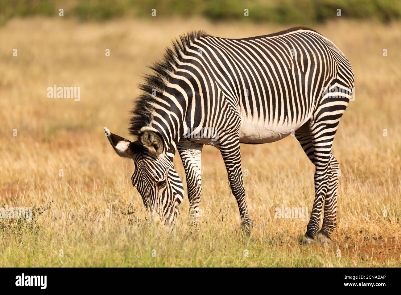 Zebra grazing savanna grassland hi-res stock photography and images - Alamy