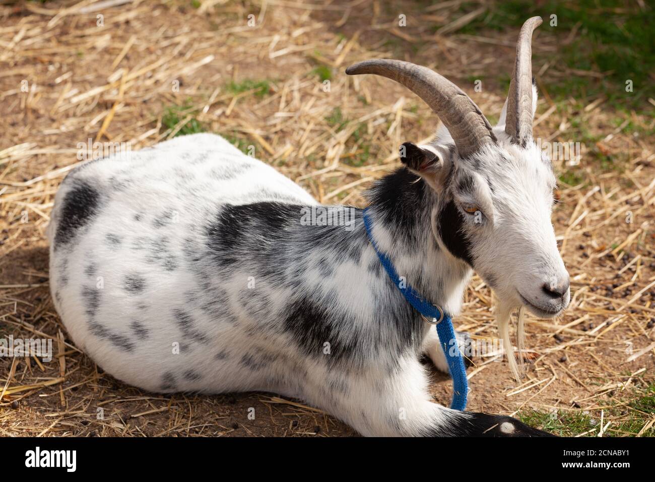 Close-up of a domesticated Goat at Maldon Petting Zoo. A Sensory ...