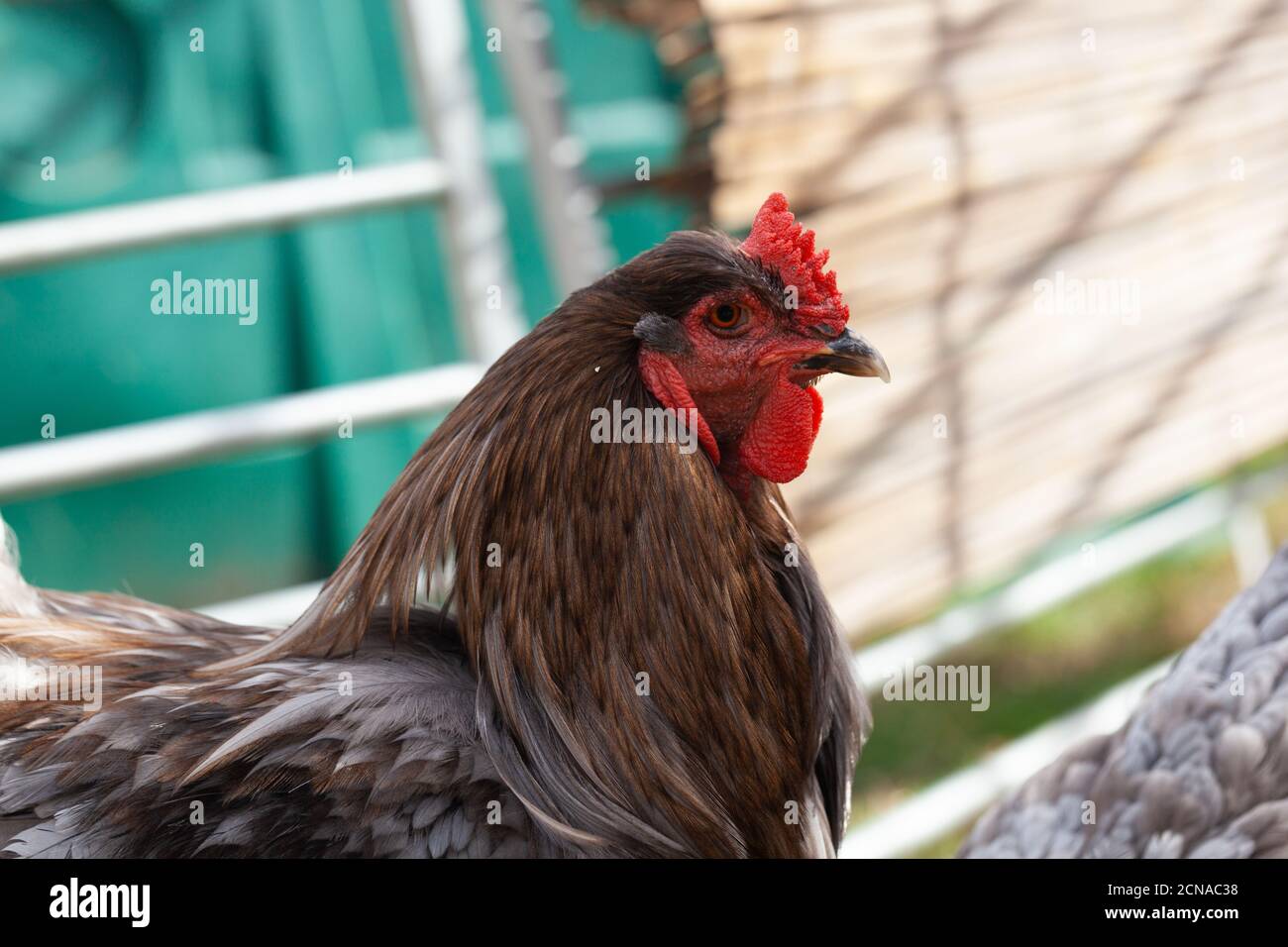 Booted Bantam Chicken at Maldon Petting Zoo, Essex, Britain Stock Photo ...
