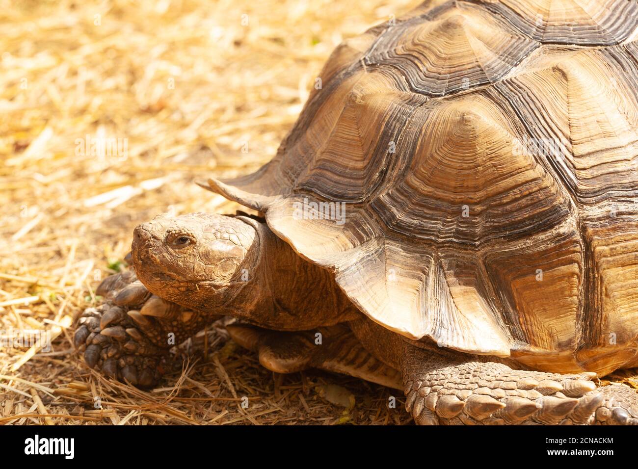Maldon promenade petting zoo hi-res stock photography and images - Alamy