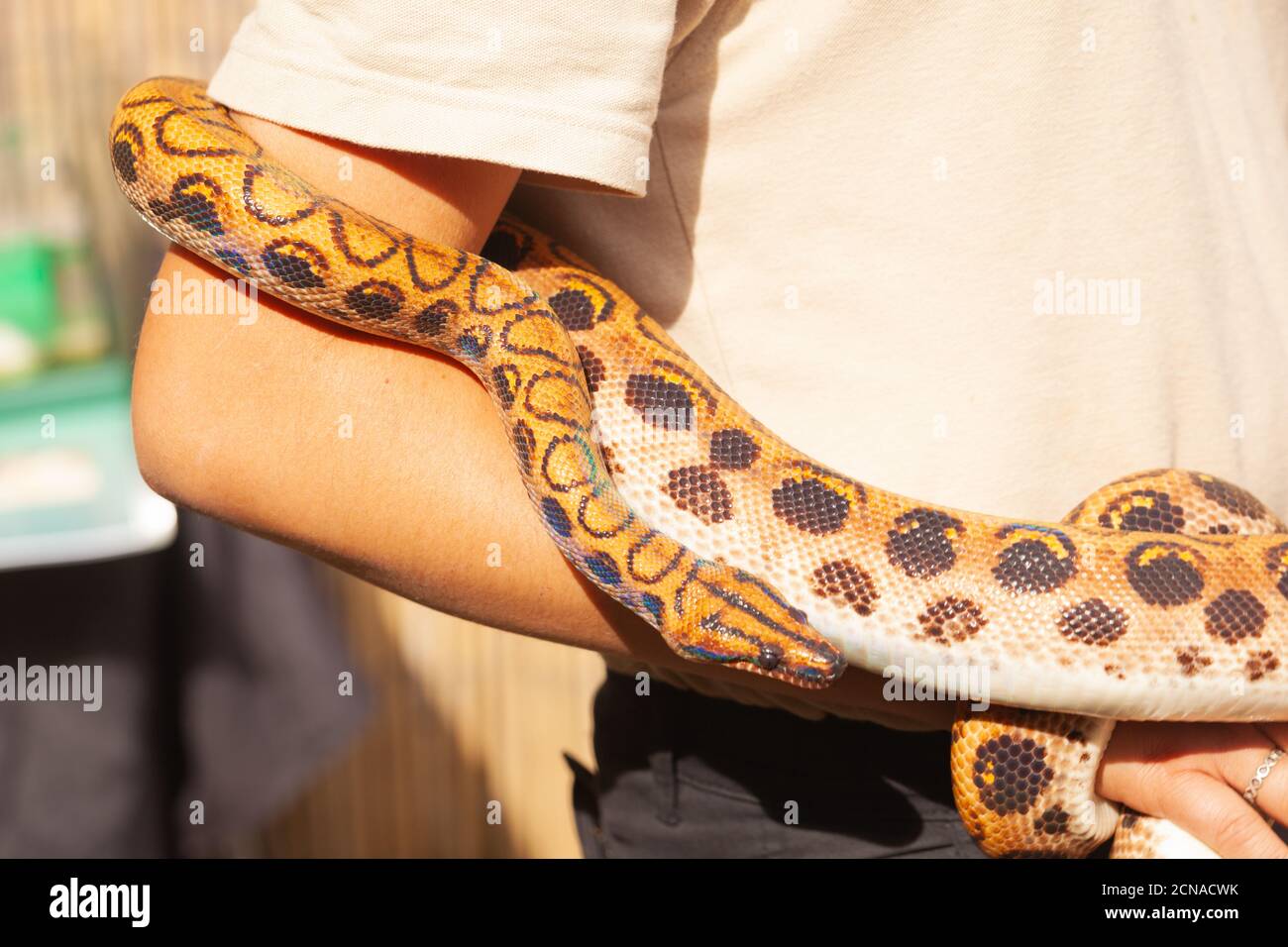 Rainbow Boa High Resolution Stock Photography and Images - Alamy