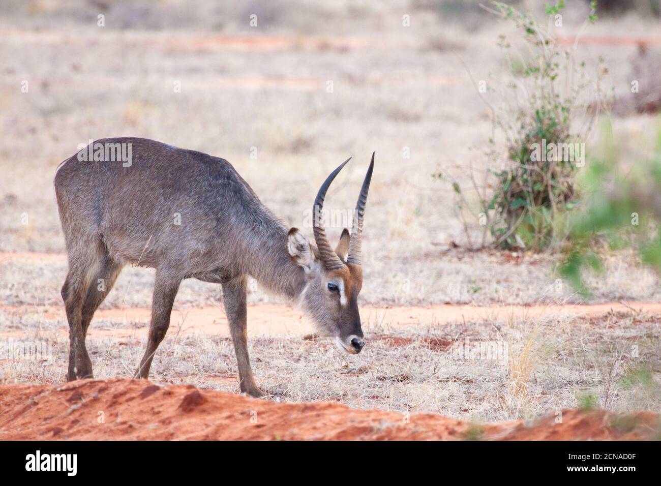 Antelope eating grass hi-res stock photography and images - Alamy