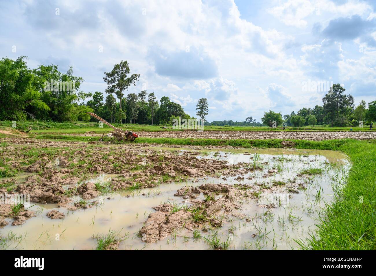 Green rice field after raining Stock Photo - Alamy