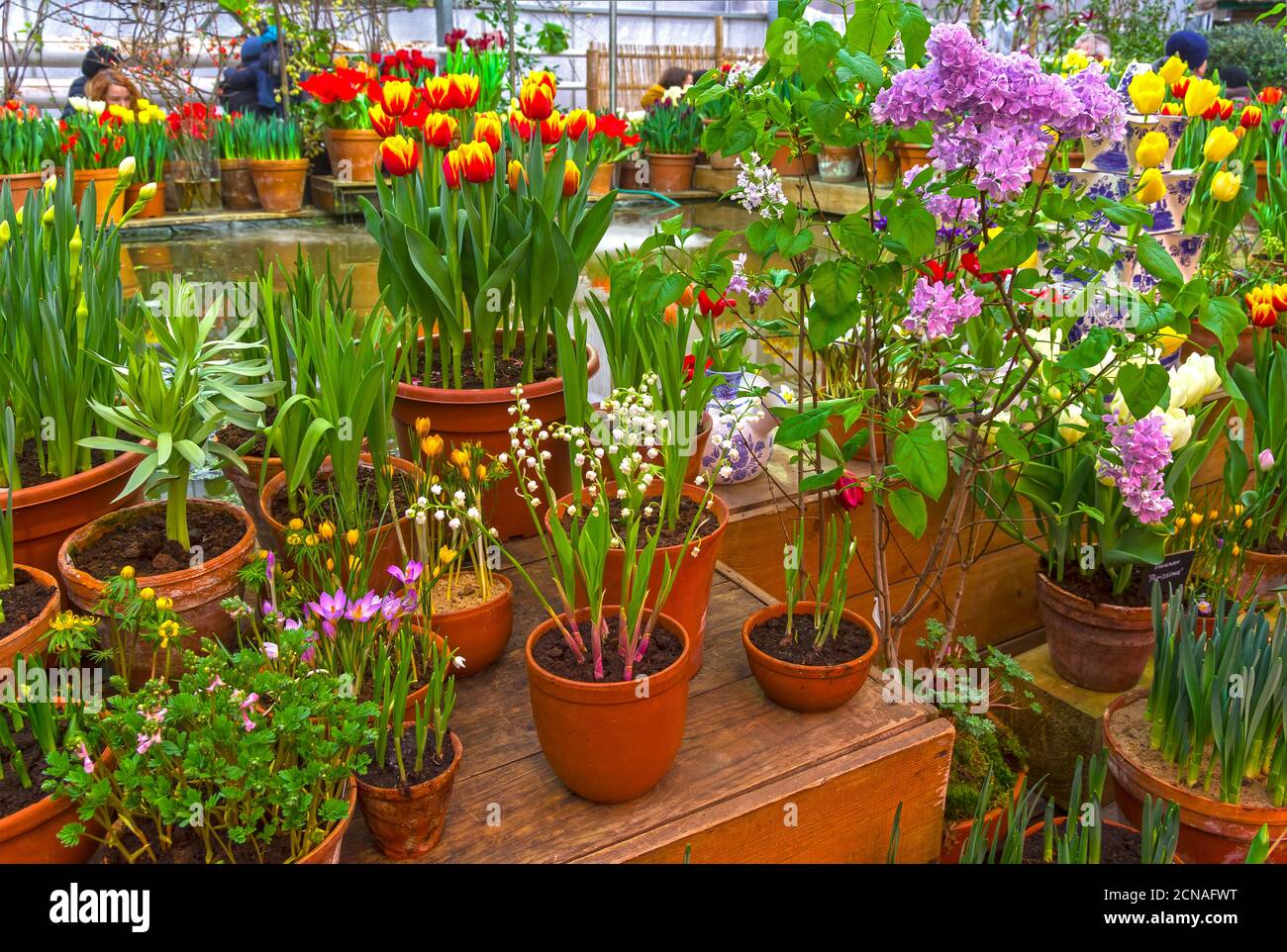 Multi colored flowers hi-res stock photography and images - Alamy