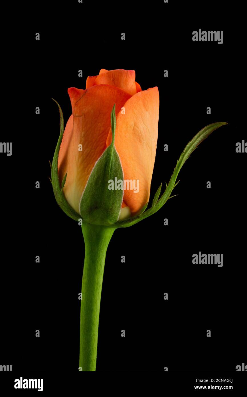 Vibrant orange roses blooming hi-res stock photography and images - Alamy