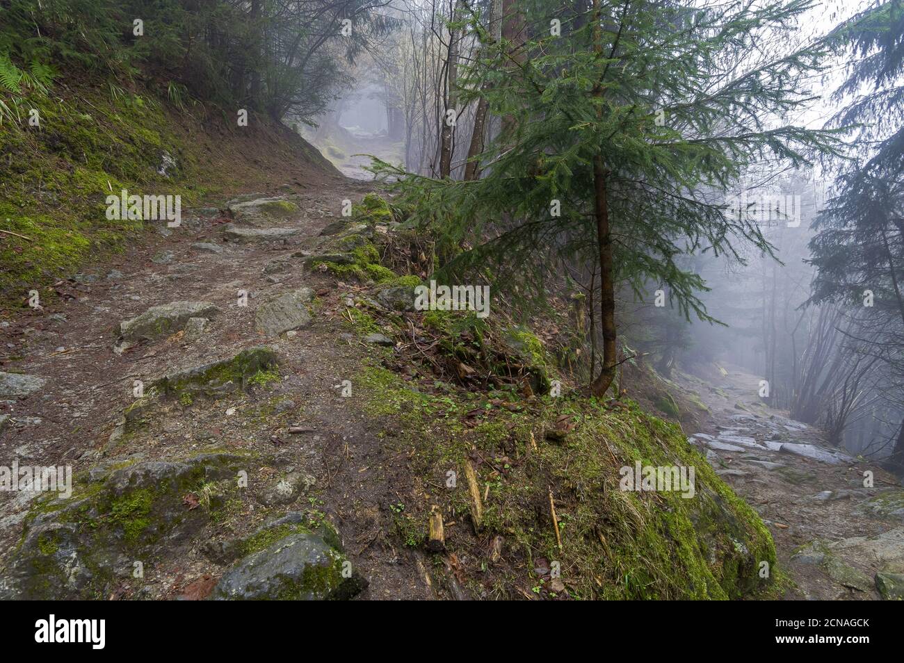 Hillside trail in the fog Stock Photo - Alamy