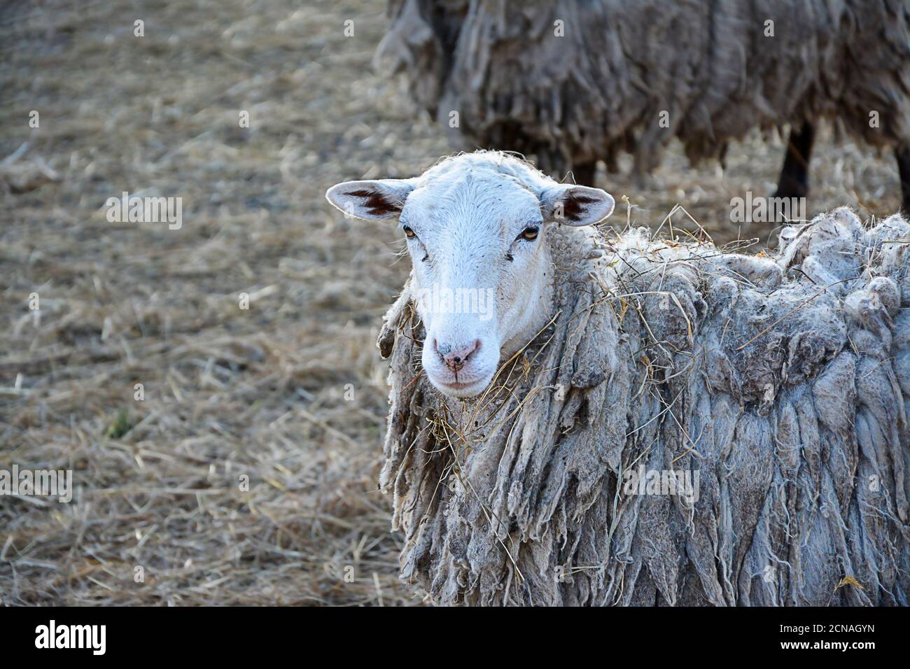 Sheep with long wool in a field Stock Photo - Alamy
