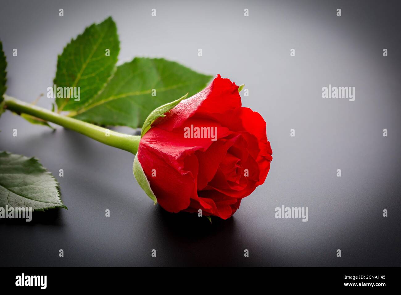 Red rose rose laying on hi-res stock photography and images - Alamy