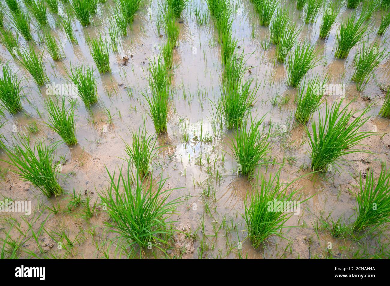 Green rice field after raining Stock Photo - Alamy
