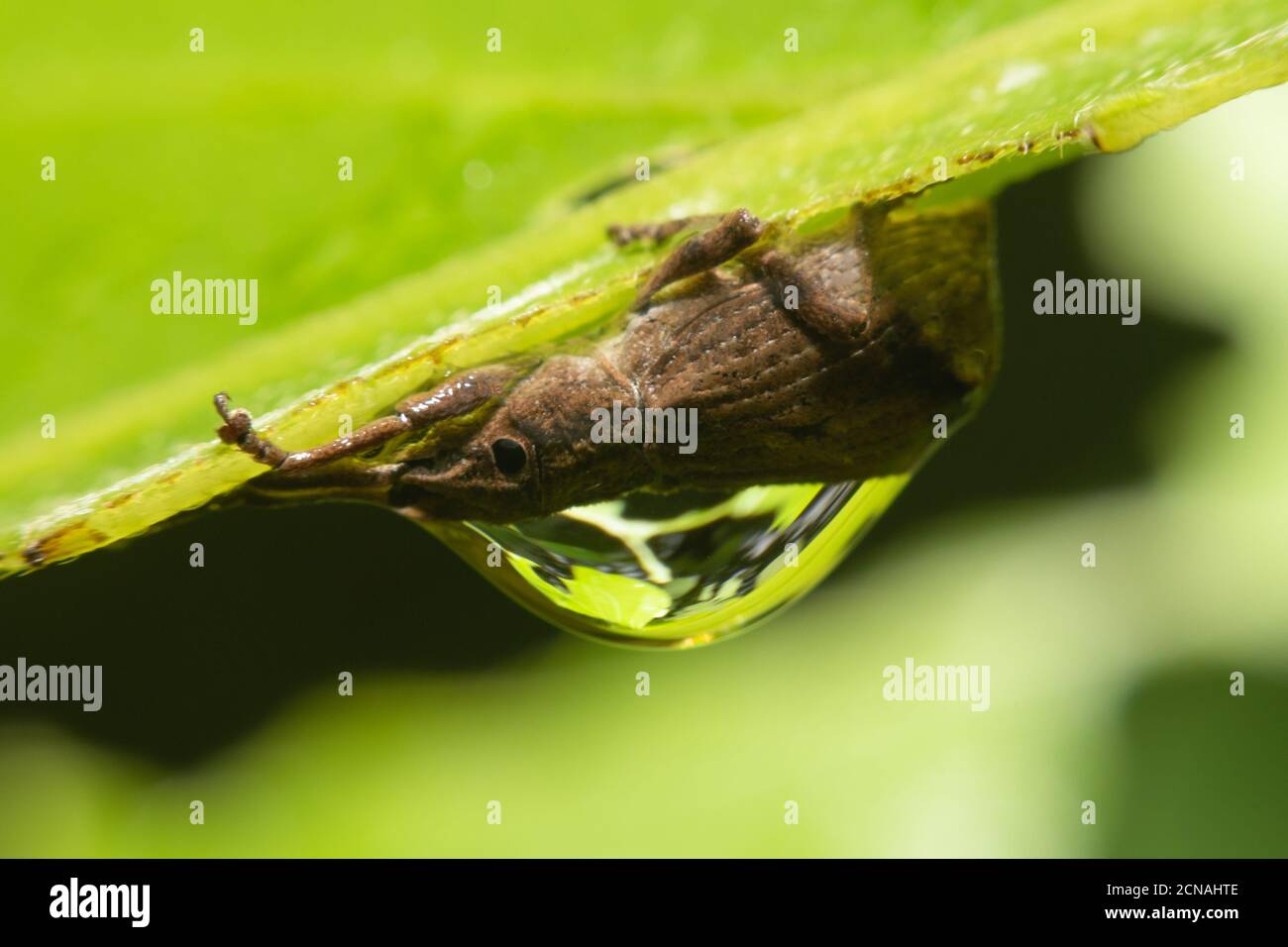 Drop leg hi-res stock photography and images - Alamy
