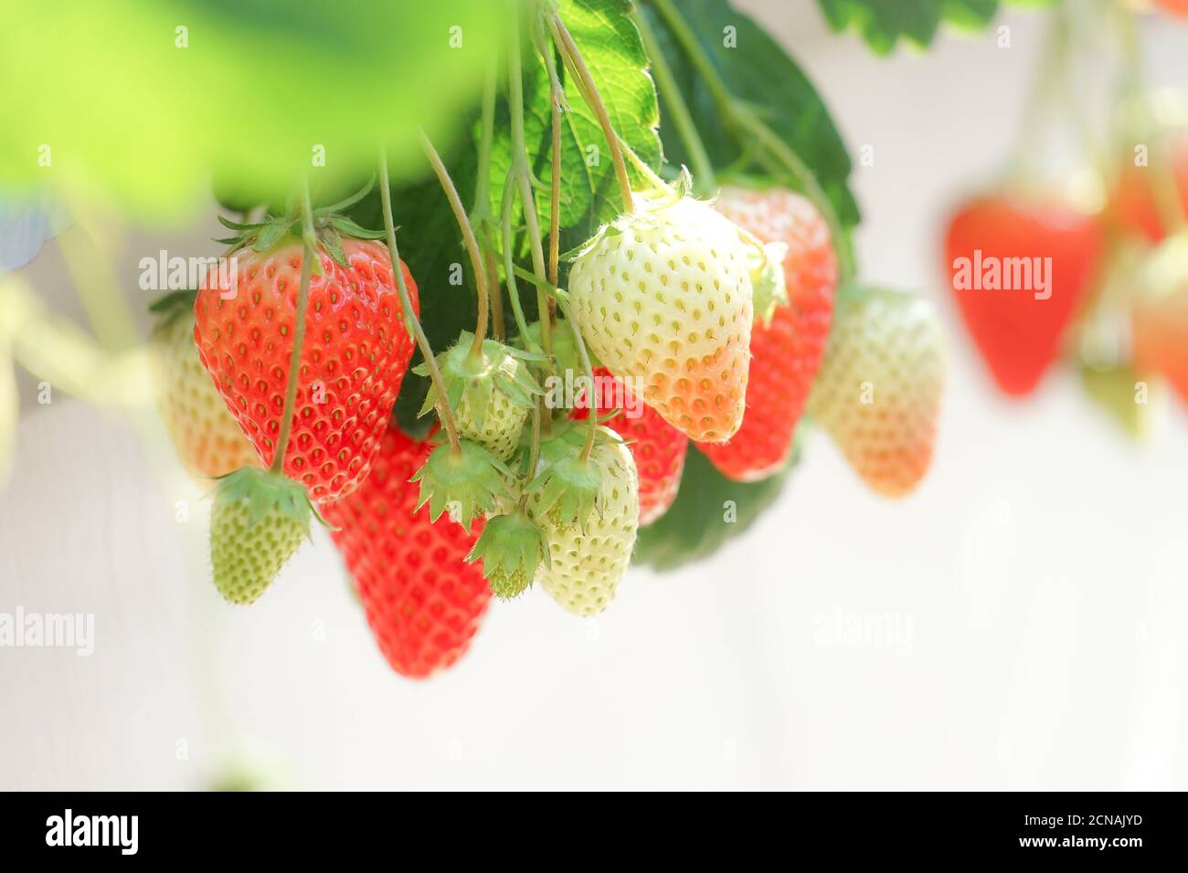 Strawberry image hi-res stock photography and images - Alamy