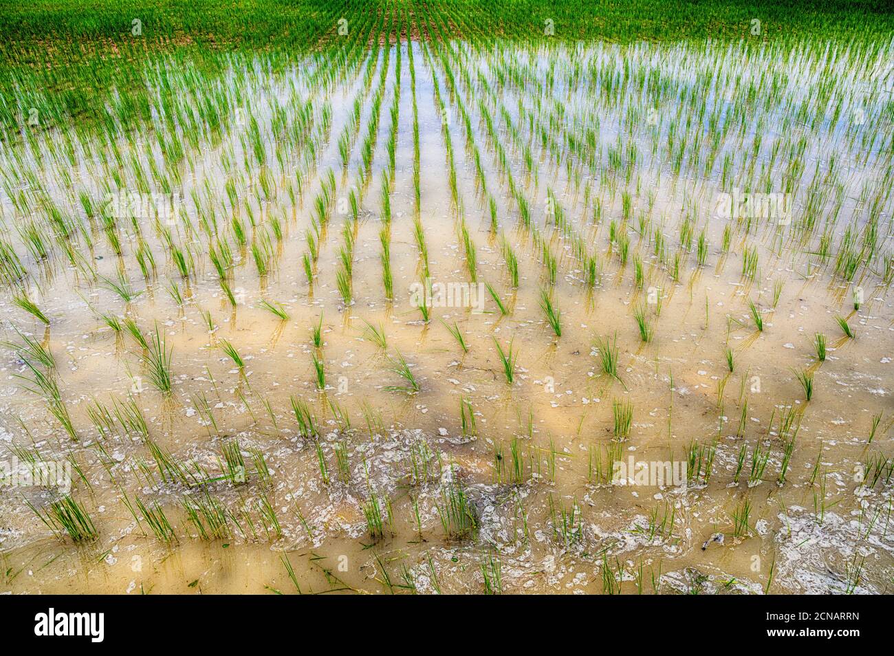 Green rice field after raining Stock Photo - Alamy
