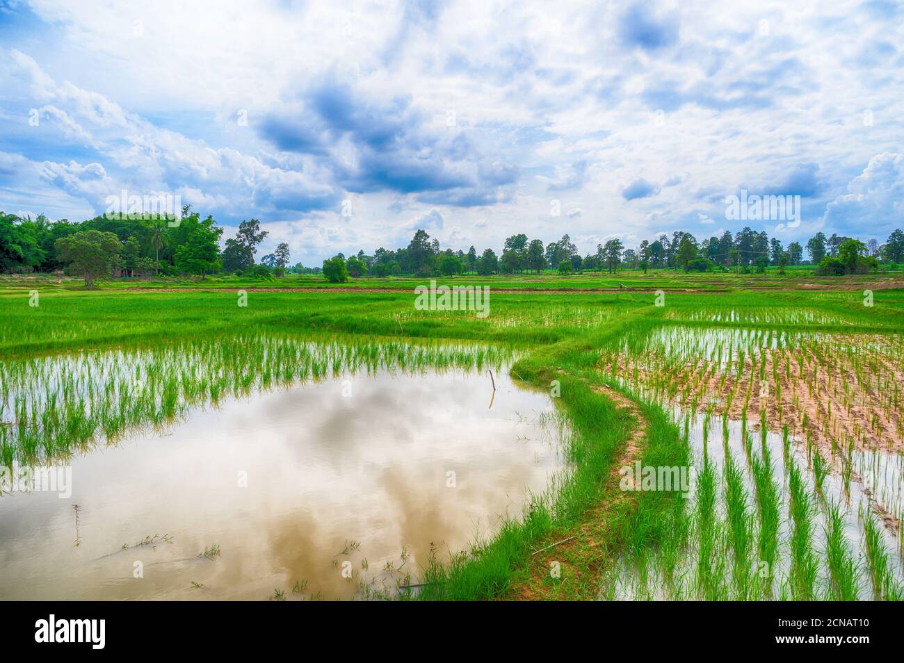 Green rice field after raining Stock Photo - Alamy