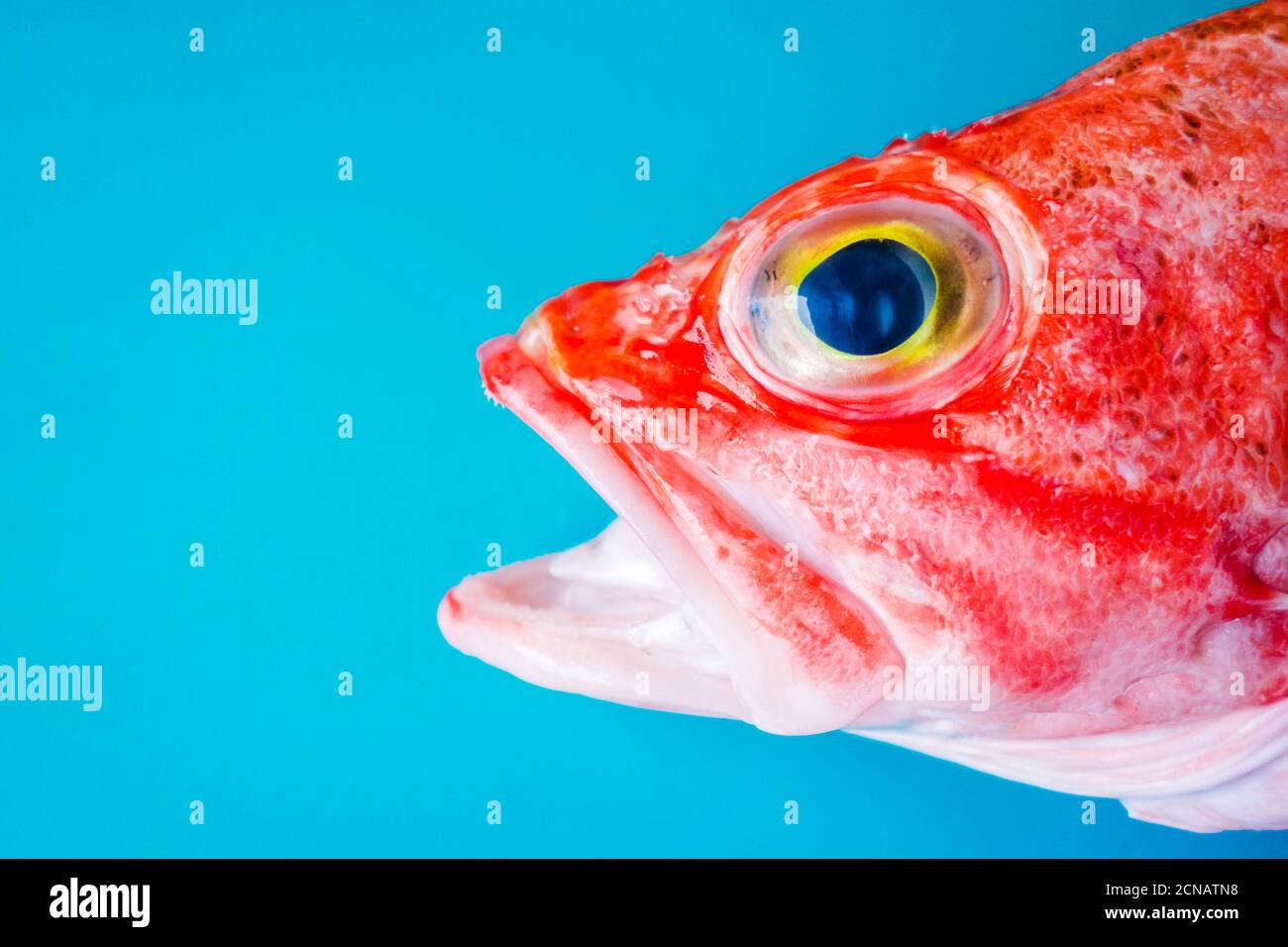 Close up a Blackbelly Rosefish (helicolenus dactylopterus) on a blue ...