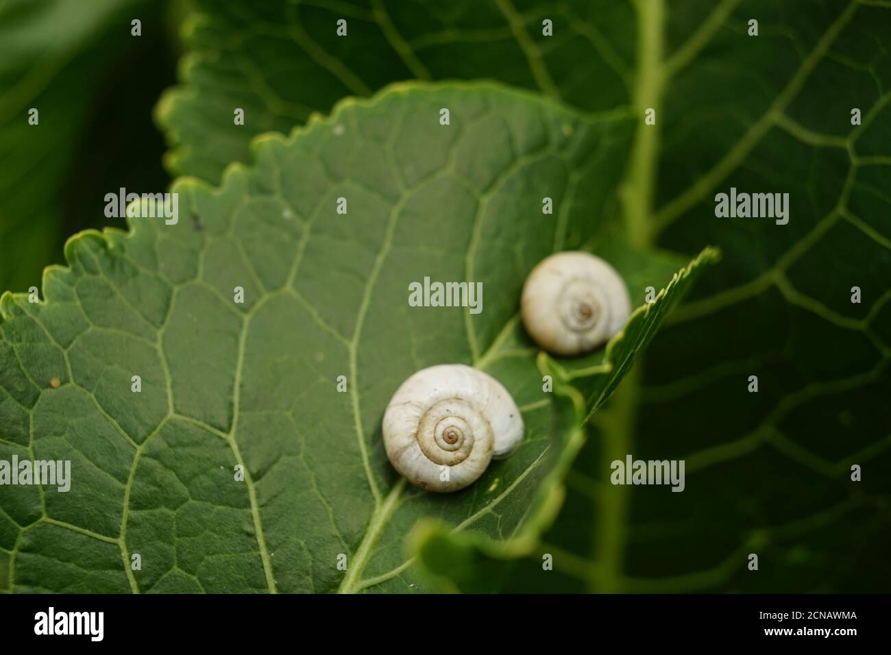 Two white snail shells sleep on green horseradish leaf Stock Photo - Alamy